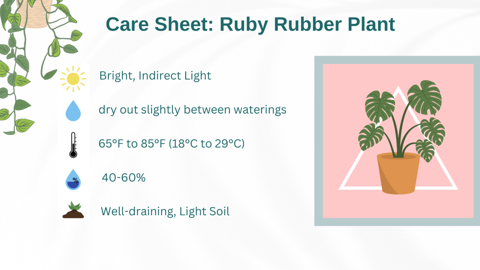 Ruby Rubber Plant Care Guide: Everything You Need to Know to Grow a ...