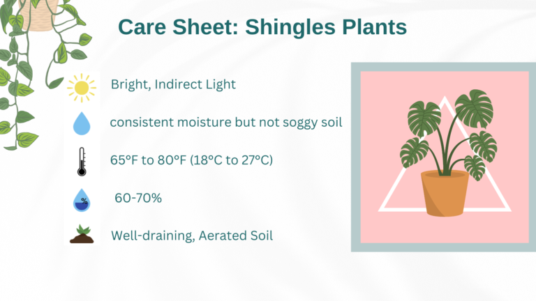 The Shingle Plant Care Guide You Need for Stunning Growth - The Green ...