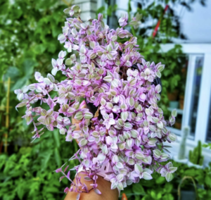 Pink Panther Plant Care: The Ultimate Guide You Need for a Beautiful ...