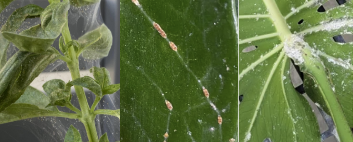 Complete Care Guide for the Croton Mammy Plant - The Green Aesthetic