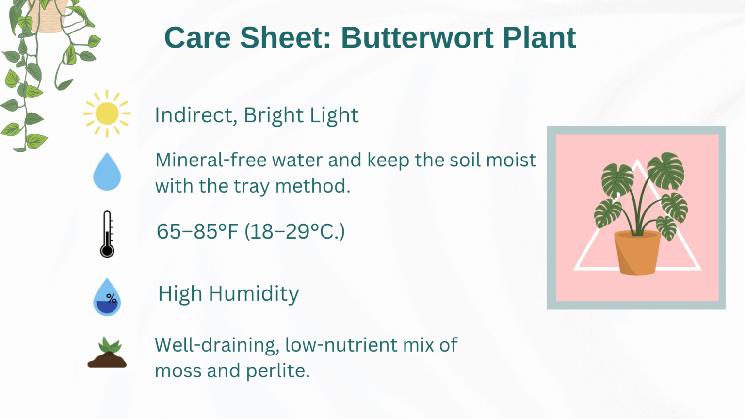 Butterwort Plant Care: The Fool Proof Guide for A Beautiful Plant - The ...