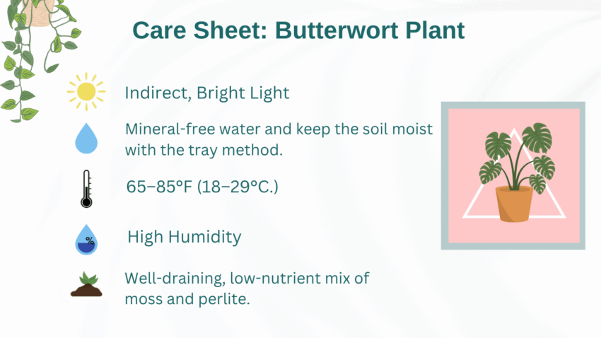 Butterwort Plant Care: The Fool Proof Guide for A Beautiful Plant - The ...