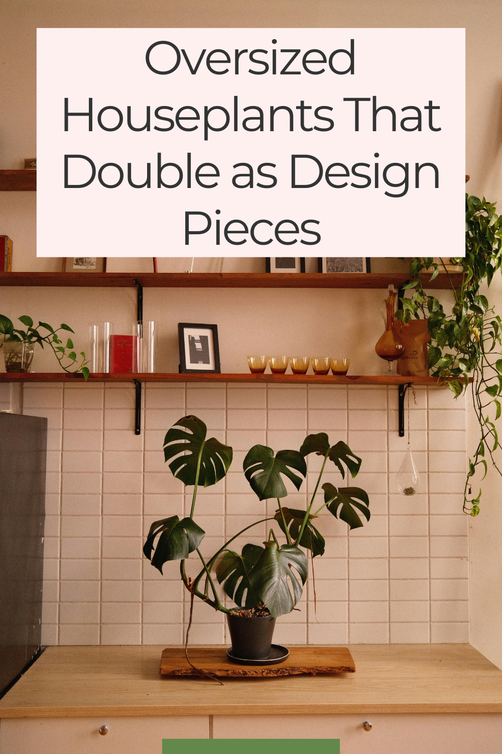 The 17 Best Large Houseplants You Need to Easily Add Life to Your Home ...