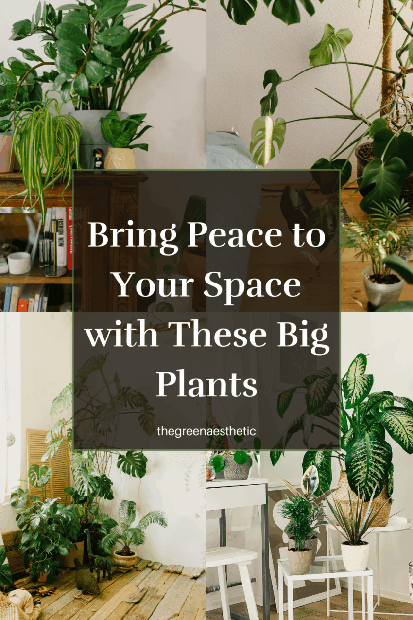 The 17 Best Large Houseplants You Need to Easily Add Life to Your Home ...