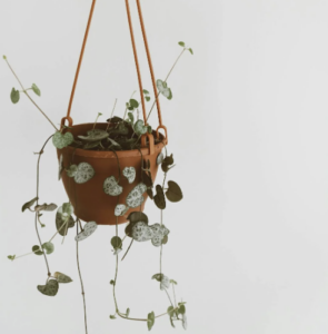 String of Hearts Plant Care: A Simple Guide for beginners - The Green ...
