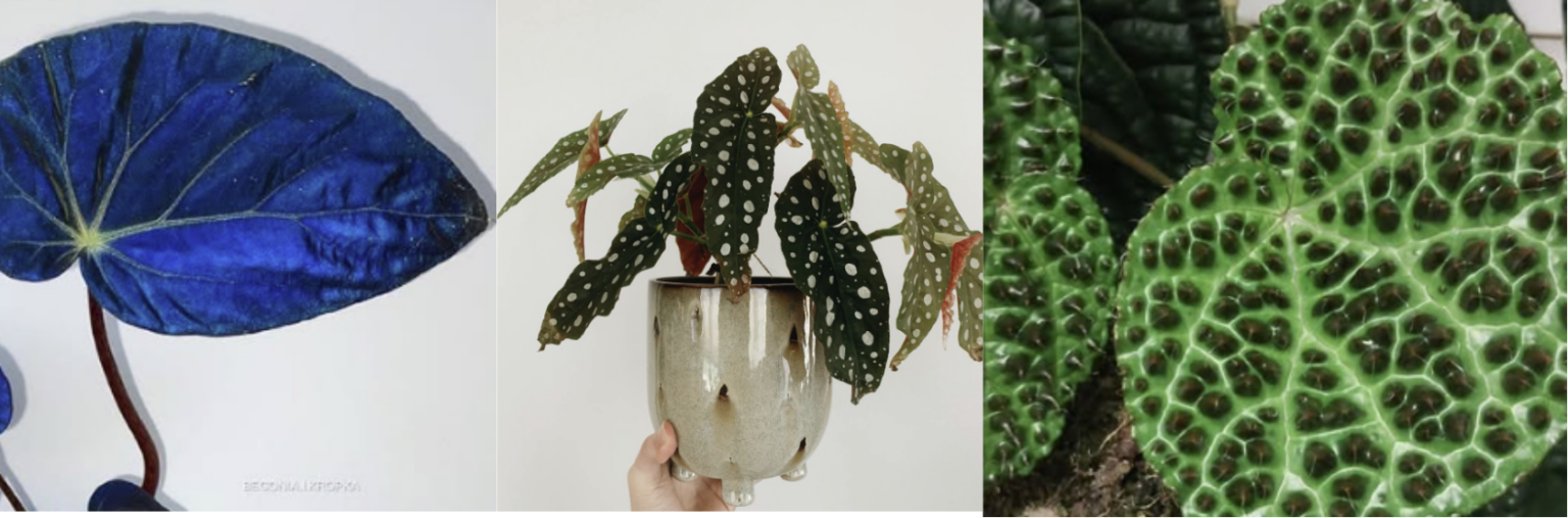 Best Fertilizer for Begonias: A Simple Guide - The Green Aesthetic
