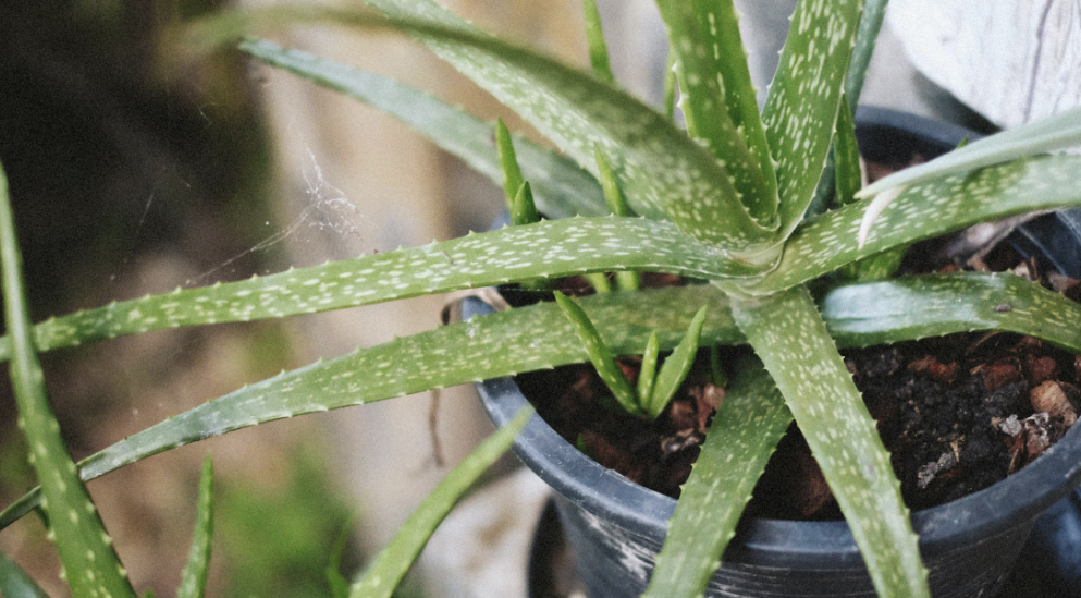 Best Fertilizer for Aloe Vera: A Guide for Fast Growth - The Green ...