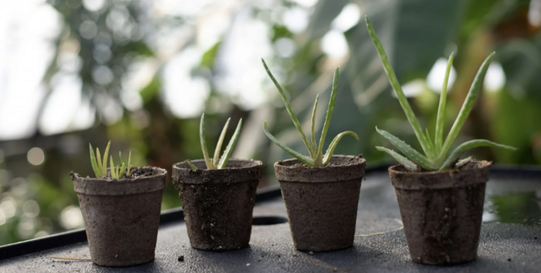 Best Fertilizer for Aloe Vera: A Guide for Fast Growth - The Green ...