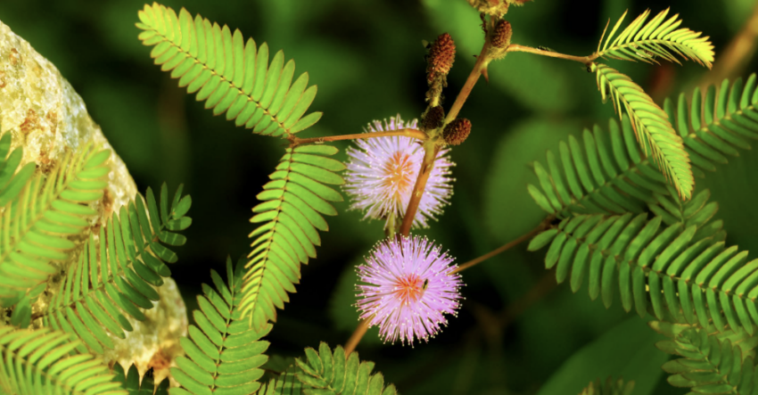 How to Grow Sensitive Plant: A Simple, Fun Care Guide - The Green Aesthetic